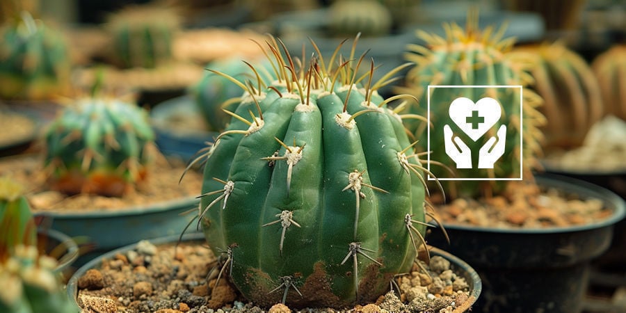 The Ultimate Mescaline Cactus Guide